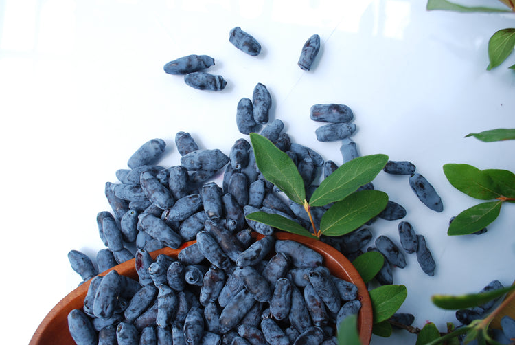 Organic Haskap Berries, the Better Berry. – Haskap Farms Ltd